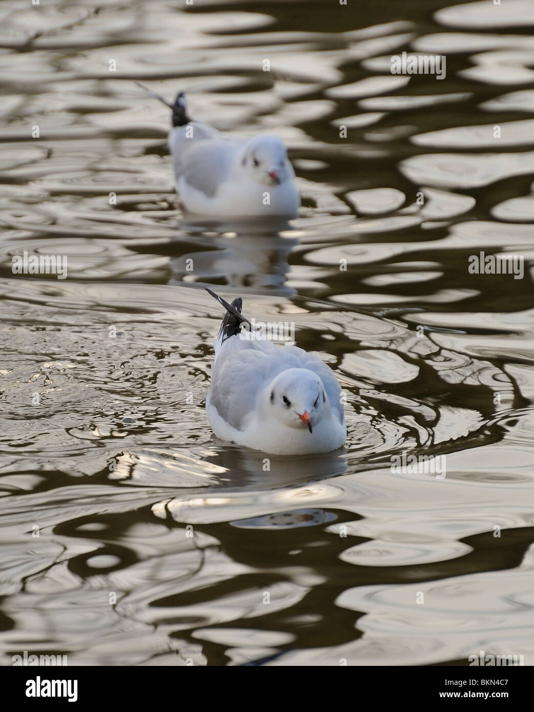 White plume birds hi-res stock photography and images - Alamy
