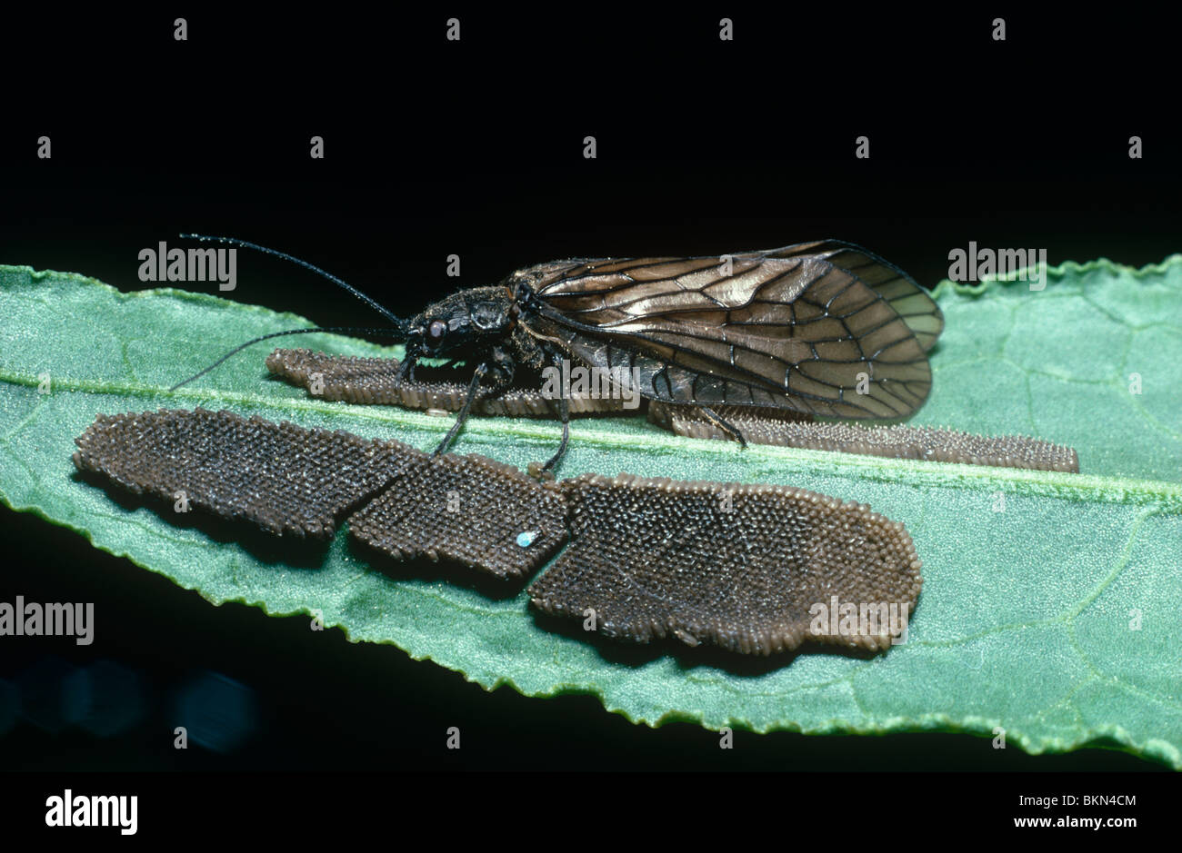 Trichogramma hi-res stock photography and images - Alamy