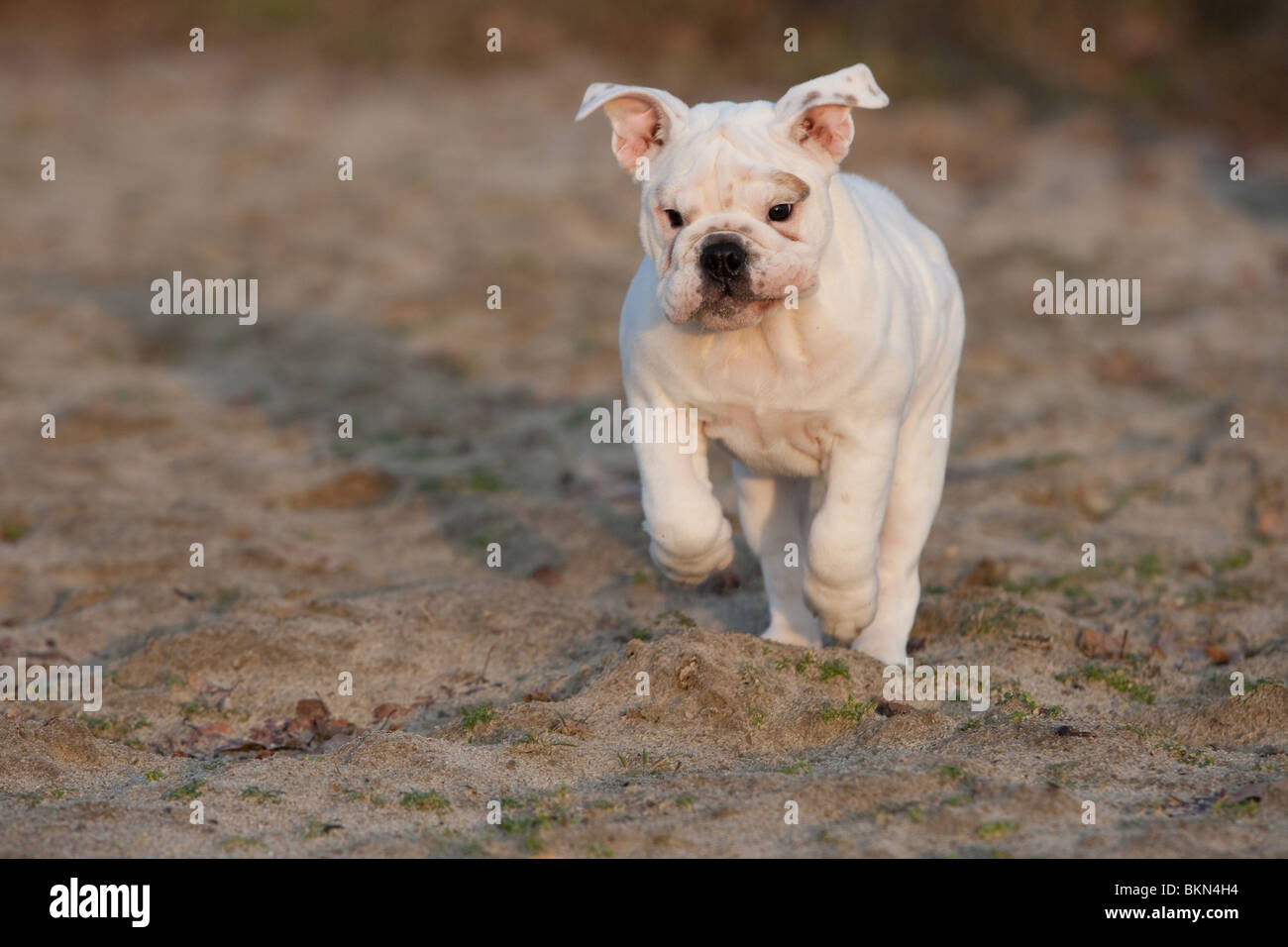 running English Bulldog Stock Photo - Alamy