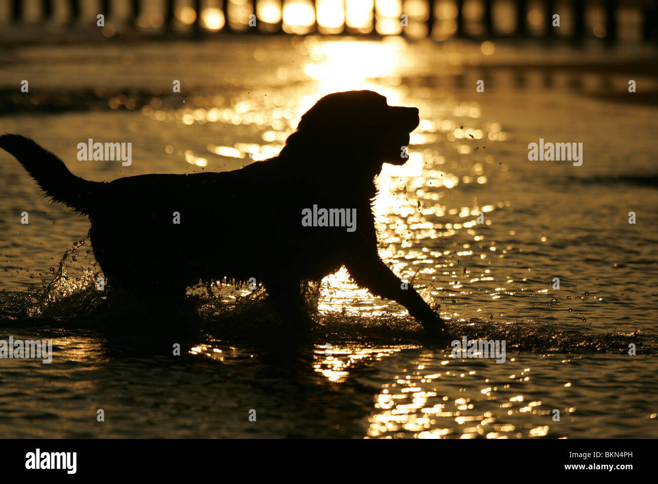 running Labrador Retriever Stock Photo - Alamy