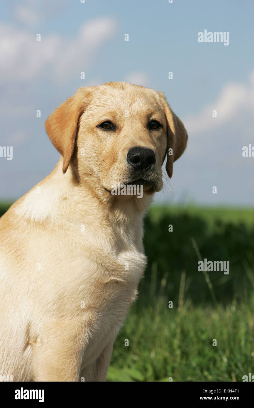 young labrador retriever Stock Photo - Alamy