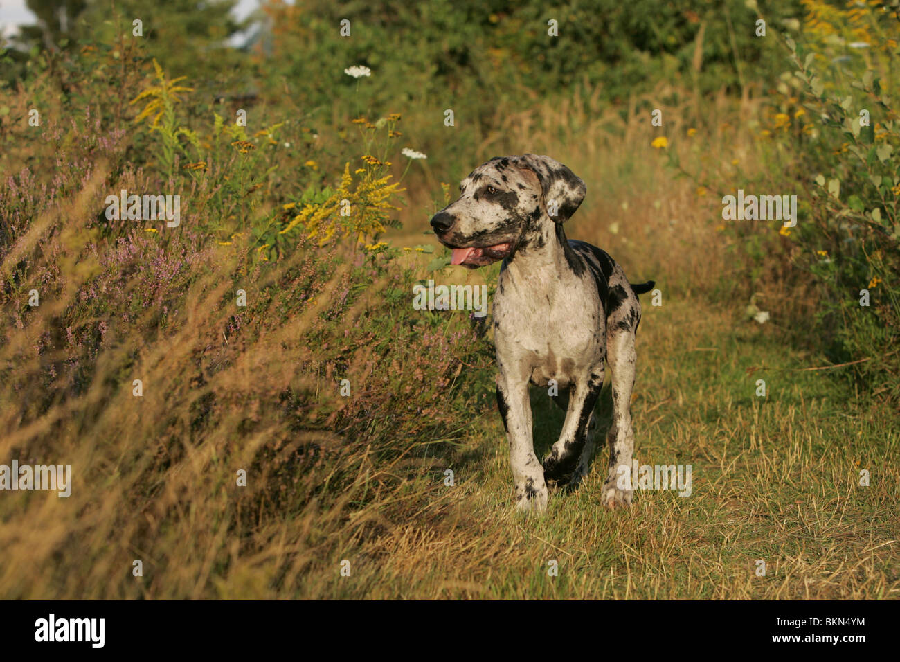 Danes walk dog hi-res stock photography and images - Alamy