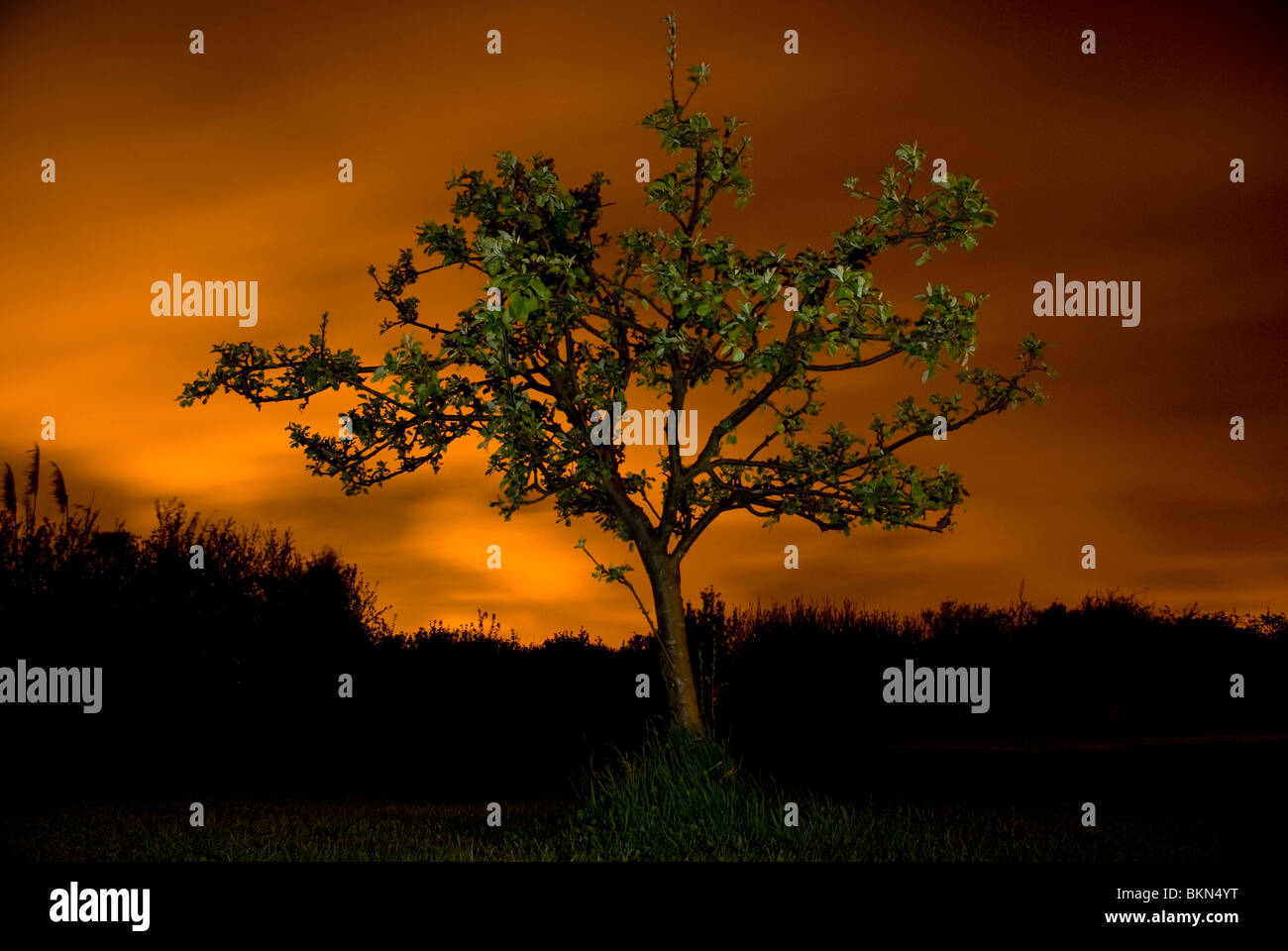 Glorious tree hi-res stock photography and images - Alamy