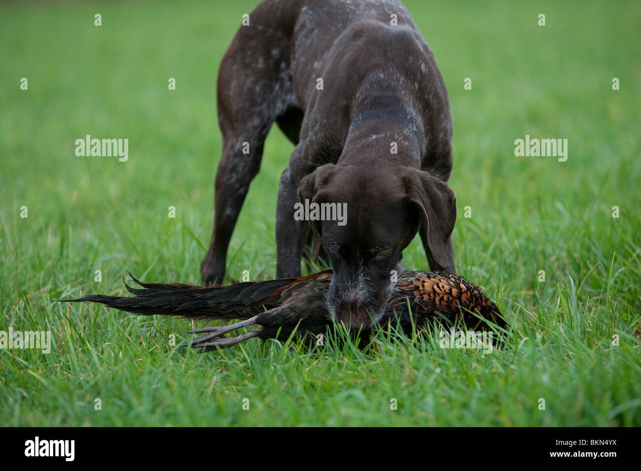 German wirehaired Pointer with pheasant Stock Photo - Alamy