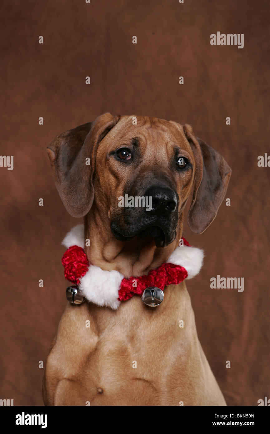 Dog christmas portraits hi-res stock photography and images - Alamy