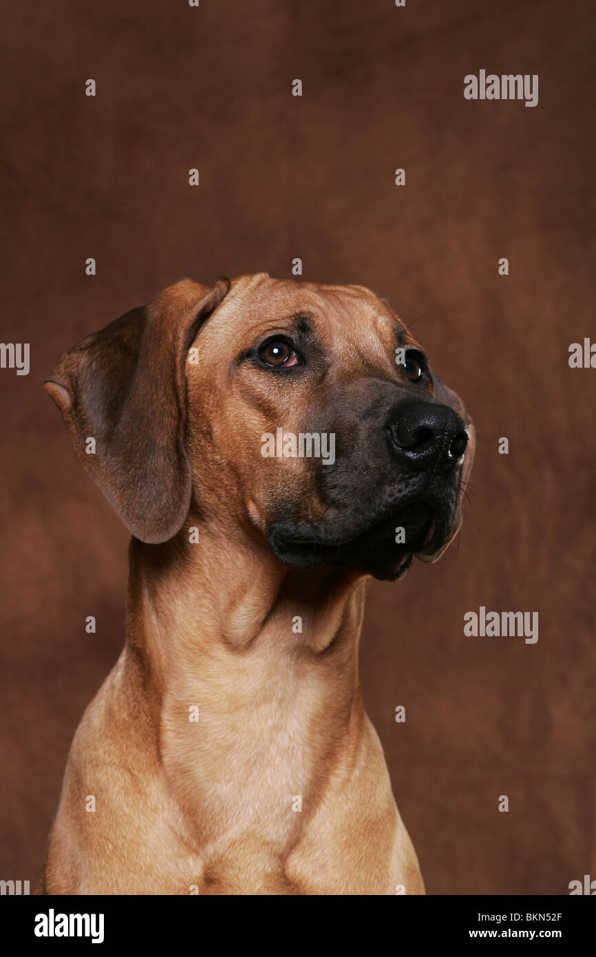 male rhodesian ridgeback Stock Photo - Alamy