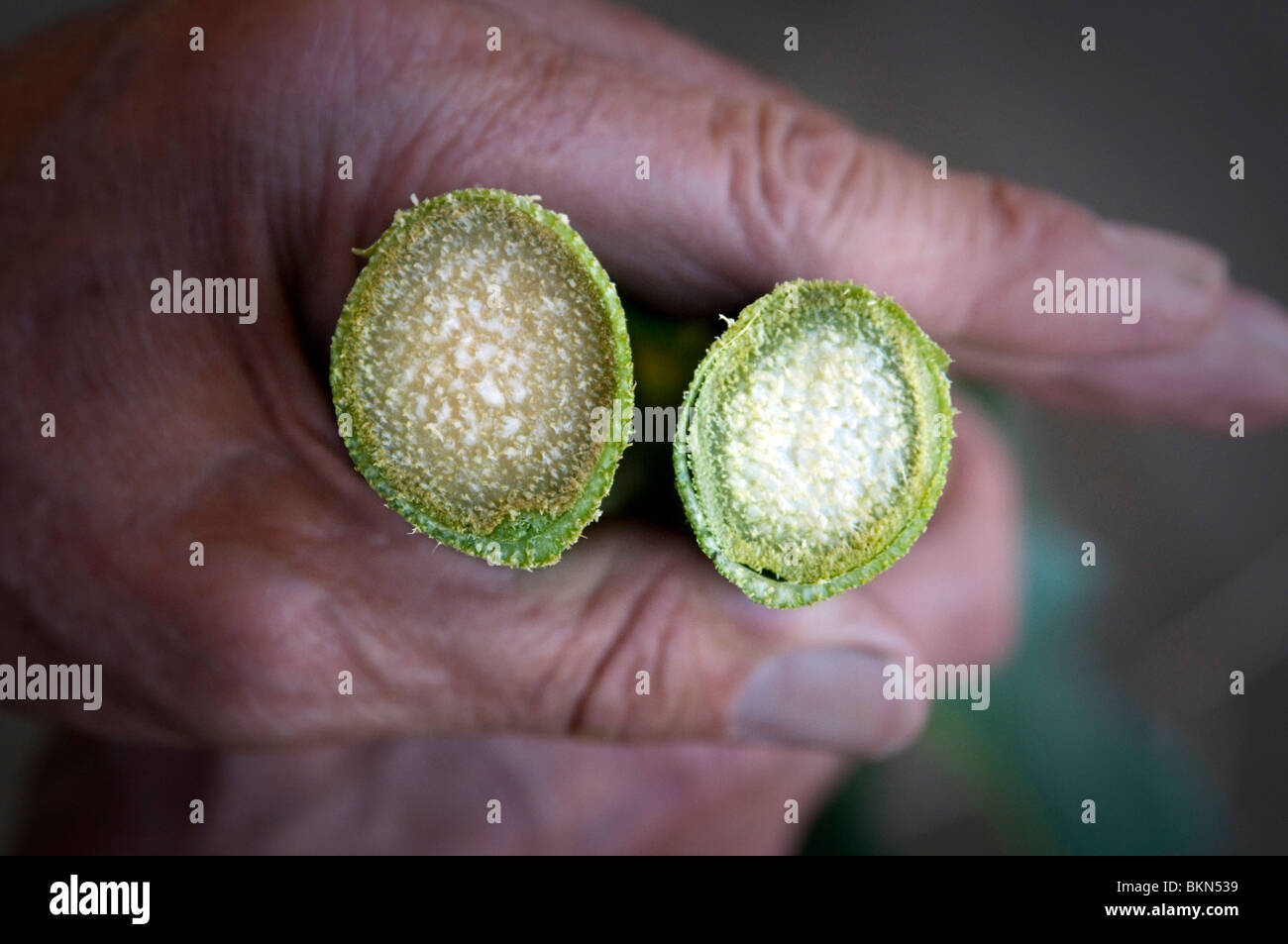 Brown Mid-Rib Corn stalk at left and conventional corn (right) hybrids ...