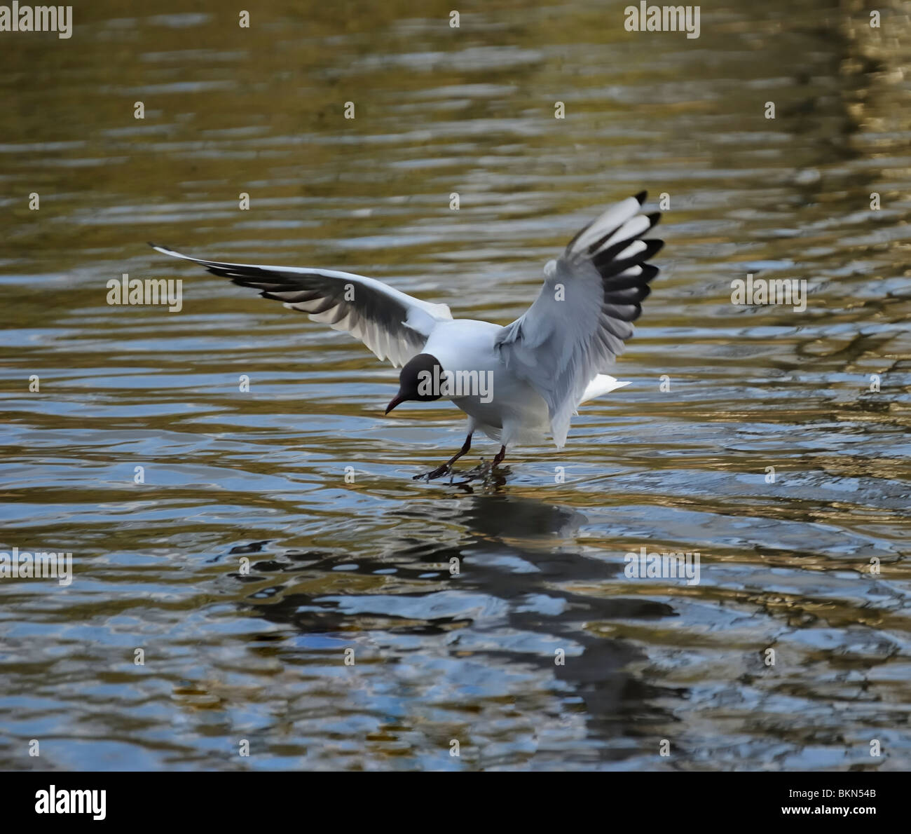 Black headed gull landing on wavy lake Stock Photo - Alamy