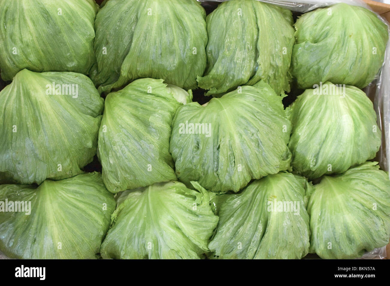 Packed Iceberg lettuce Stock Photo - Alamy