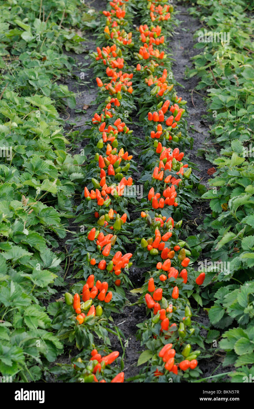 Capsicum species hi-res stock photography and images - Alamy