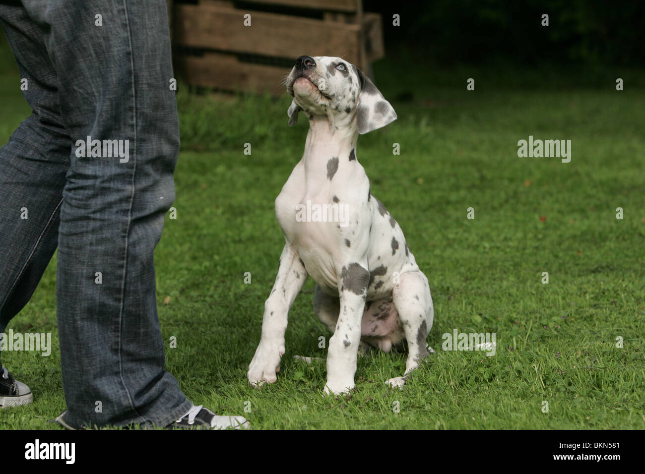 great dane puppy Stock Photo - Alamy