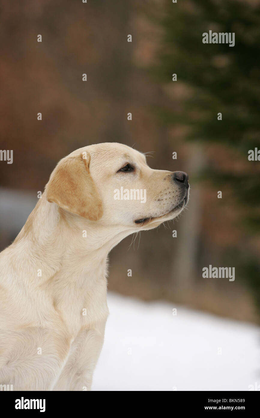 Labrador Side View High Resolution Stock Photography and Images - Alamy