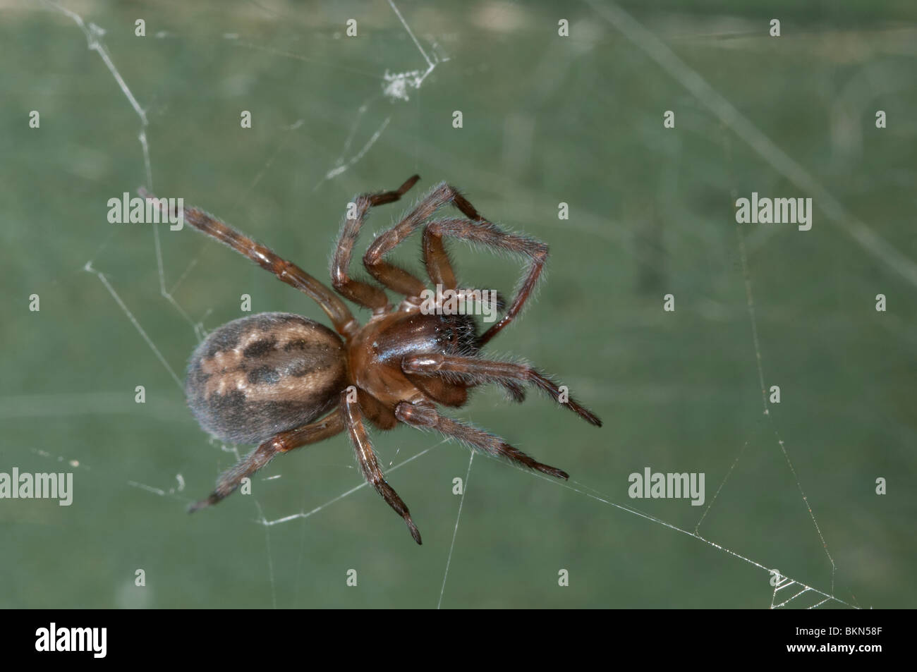 Spider on the spiderweb Stock Photo - Alamy