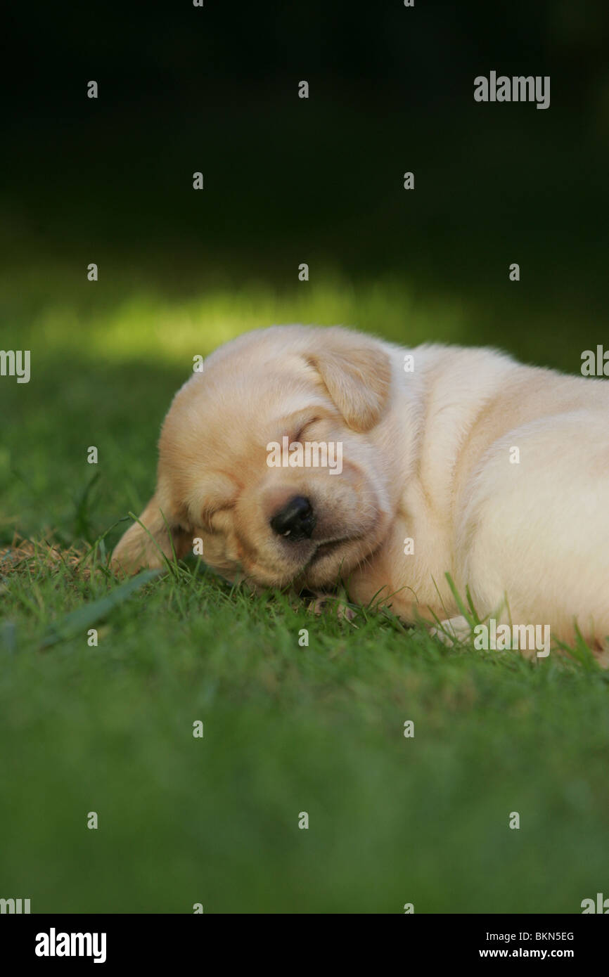 sleeping Labrador Retriever puppy Stock Photo - Alamy