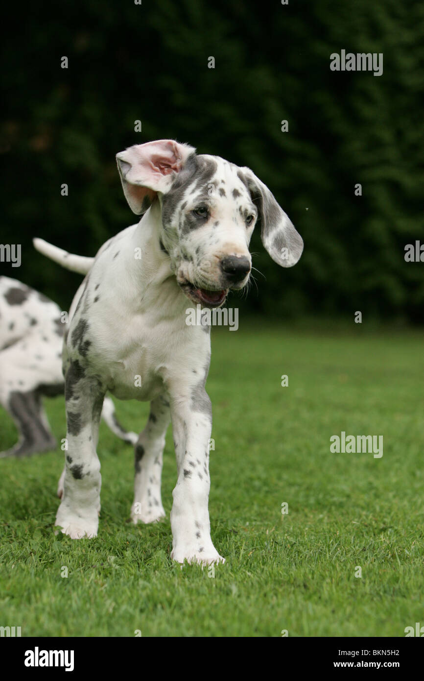 great dane puppy Stock Photo - Alamy