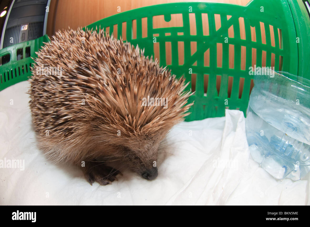 Damaged Hedgehog waiting to be released back in nature after healing ...