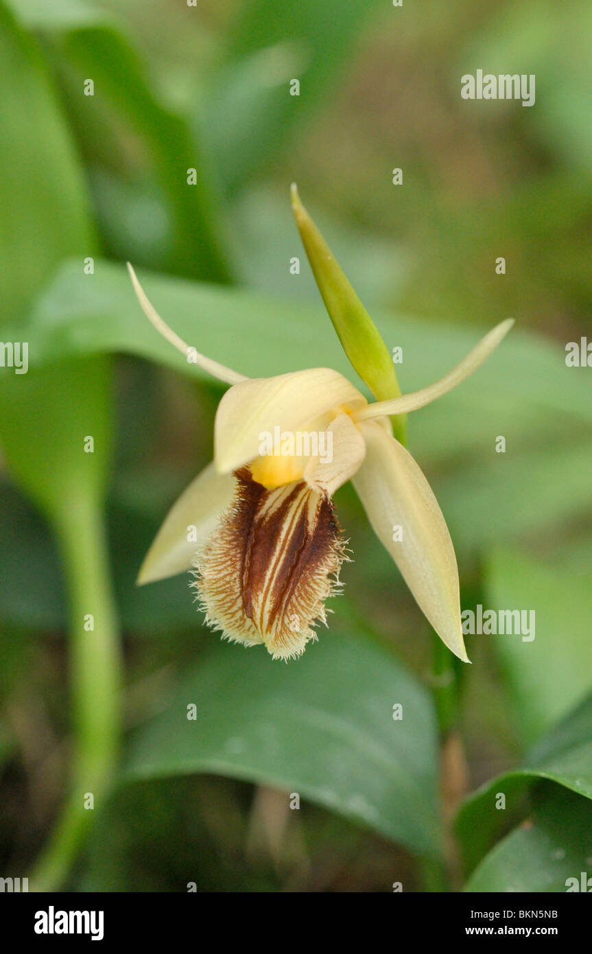 Ovalis hi-res stock photography and images - Alamy