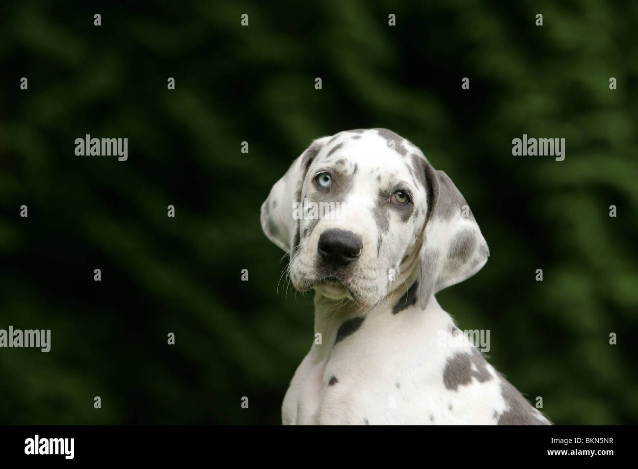 Great danes hi-res stock photography and images - Alamy