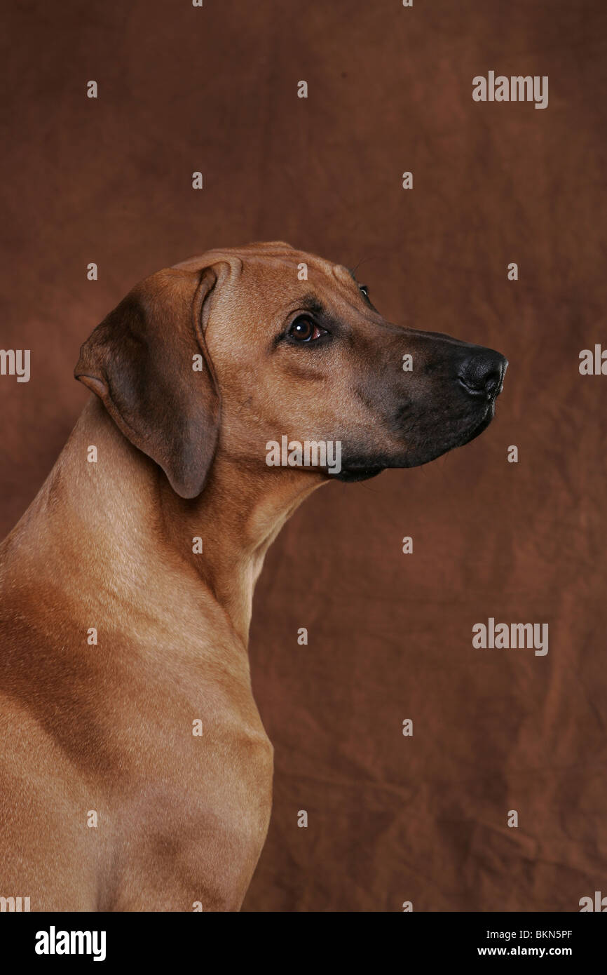 male rhodesian ridgeback Stock Photo - Alamy