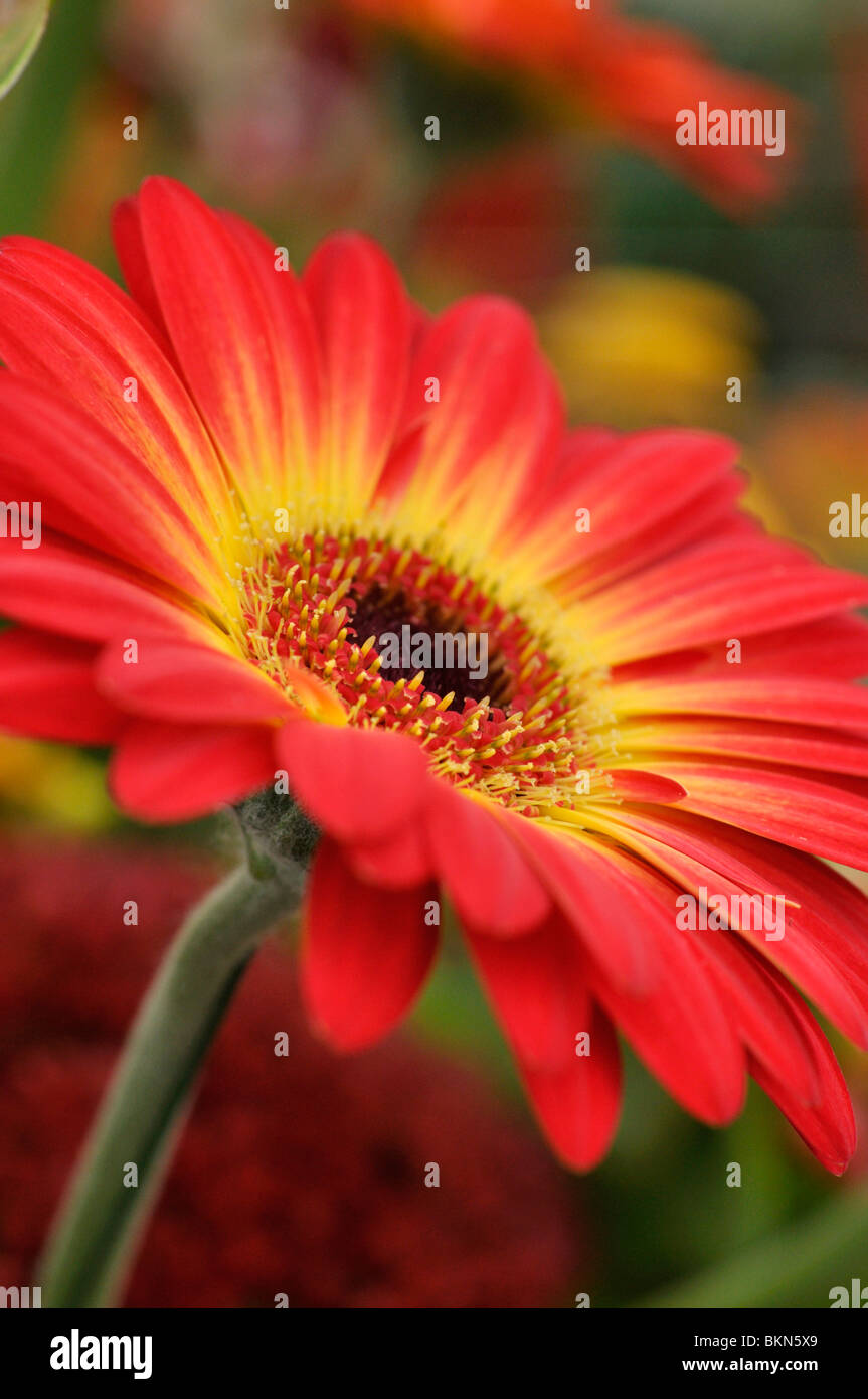 Gerbera hi-res stock photography and images - Alamy