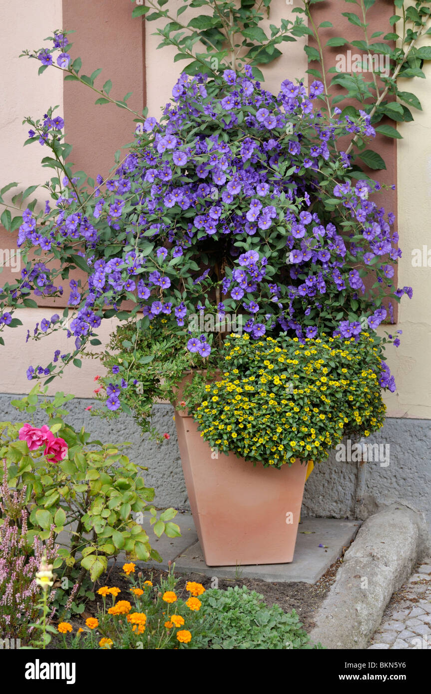Blue potato bush (Lycianthes rantonnetii syn. Solanum rantonnetii Stock ...