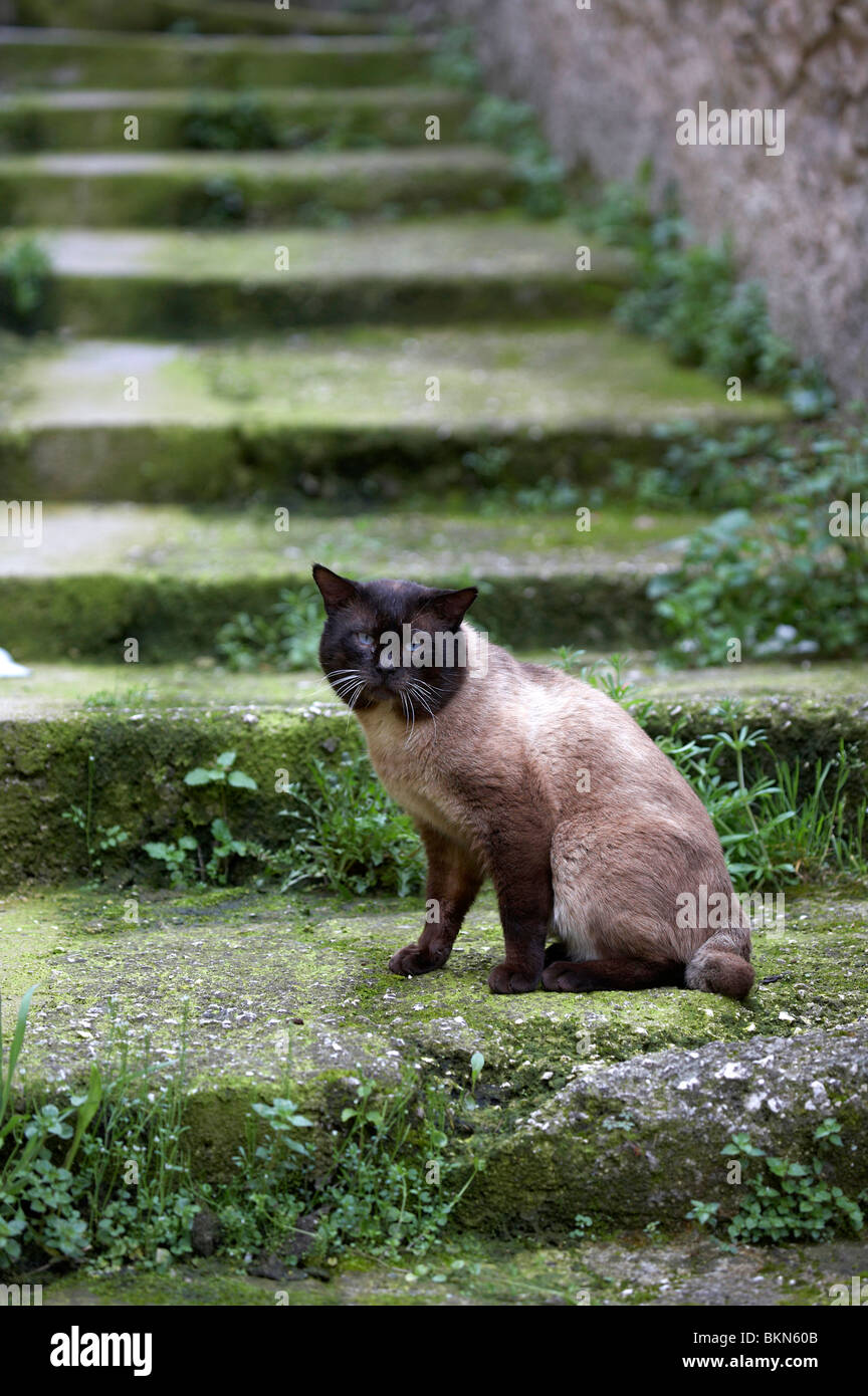 Il catto hi-res stock photography and images - Alamy