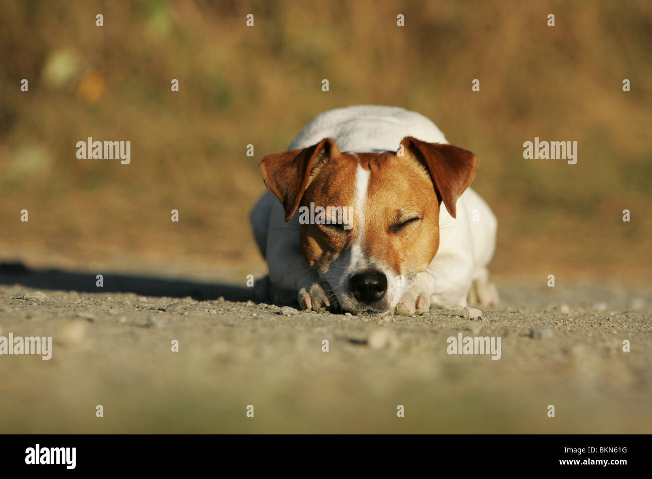 sleeping Jack Russell Terrier Stock Photo - Alamy