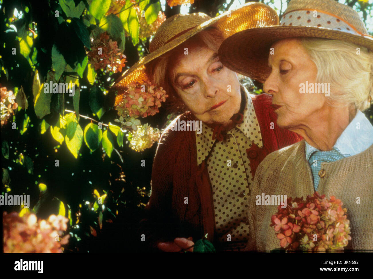 THE WHALES OF AUGUST (1987) LILLIAN GISH, BETTE DAVIS WOA 001 Stock ...