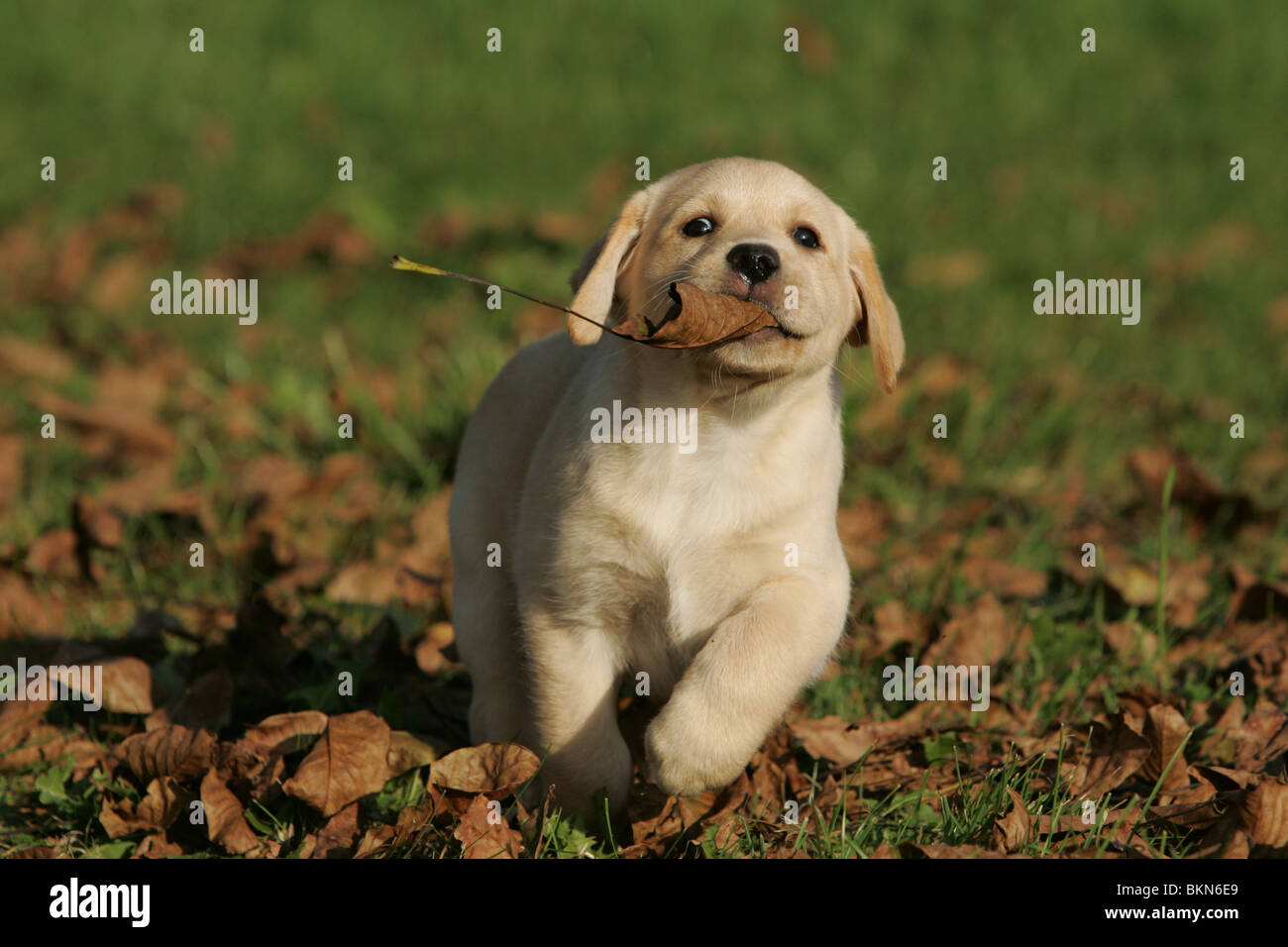 running Labrador Retriever Puppy Stock Photo - Alamy