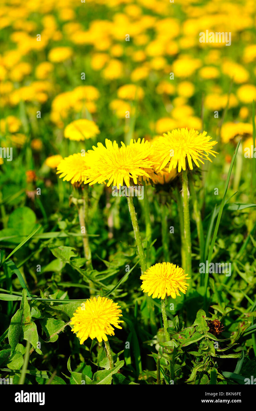 A field of dandelions in spring. Focus on the nearest ones. Many others ...