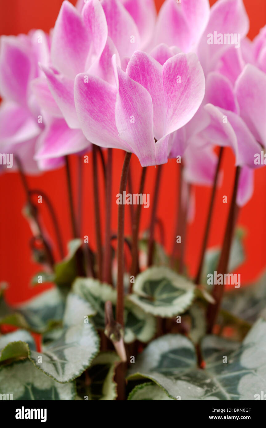 Persian cyclamen (Cyclamen persicum Stock Photo - Alamy