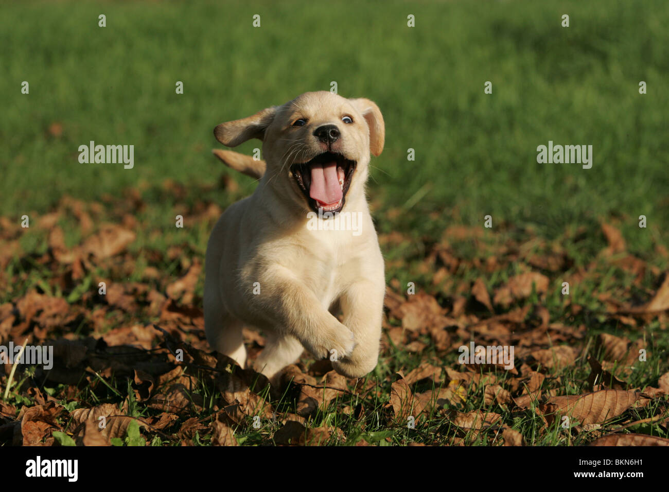 running Labrador Retriever Puppy Stock Photo - Alamy