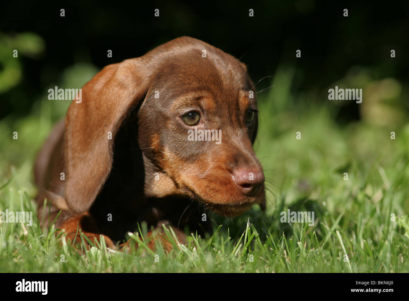 wirehair teckel puppy Stock Photo - Alamy