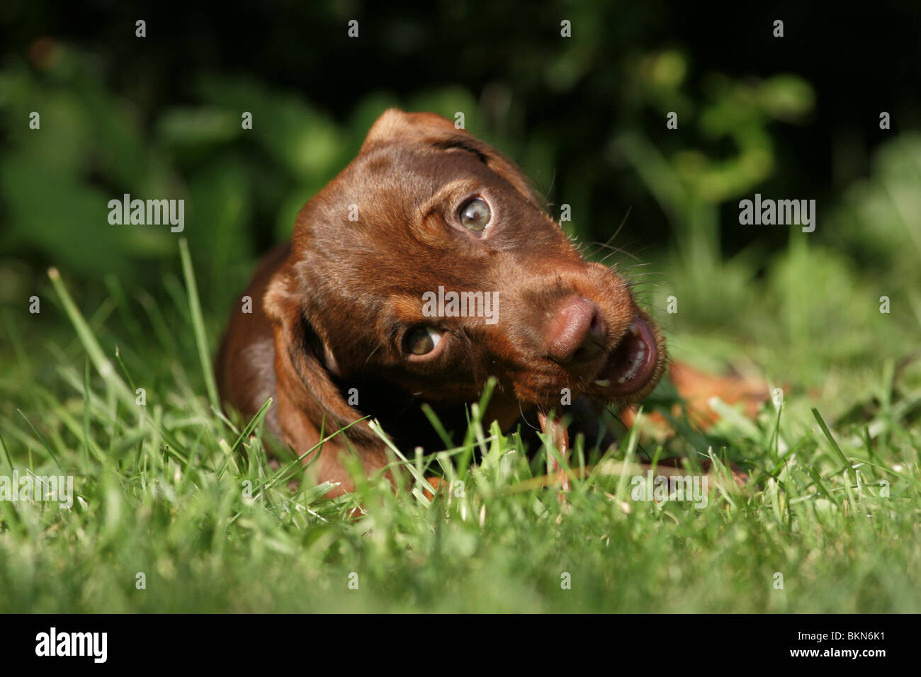 wirehair teckel puppy Stock Photo - Alamy