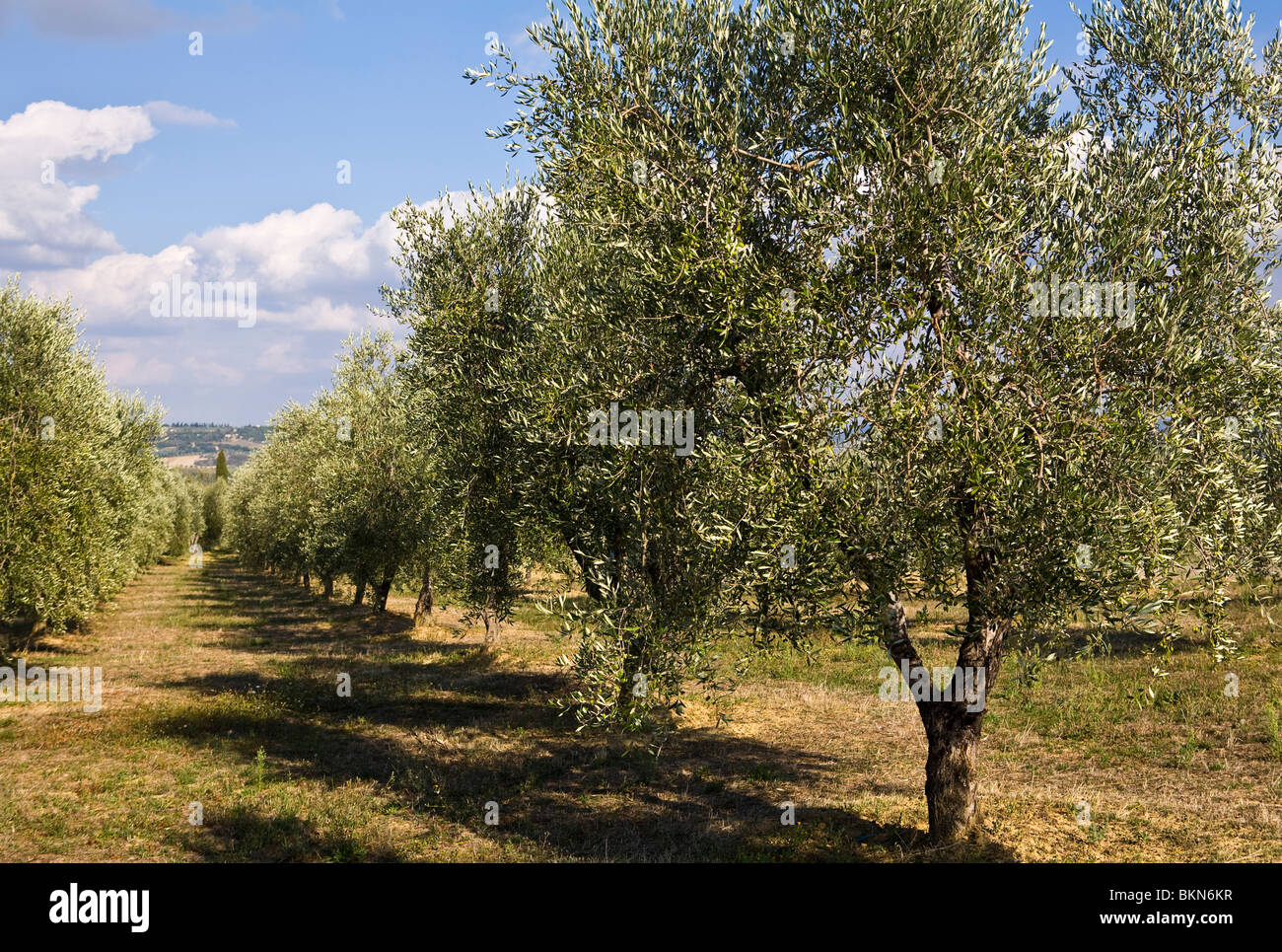 Olive trees in tuscany Stock Photo - Alamy