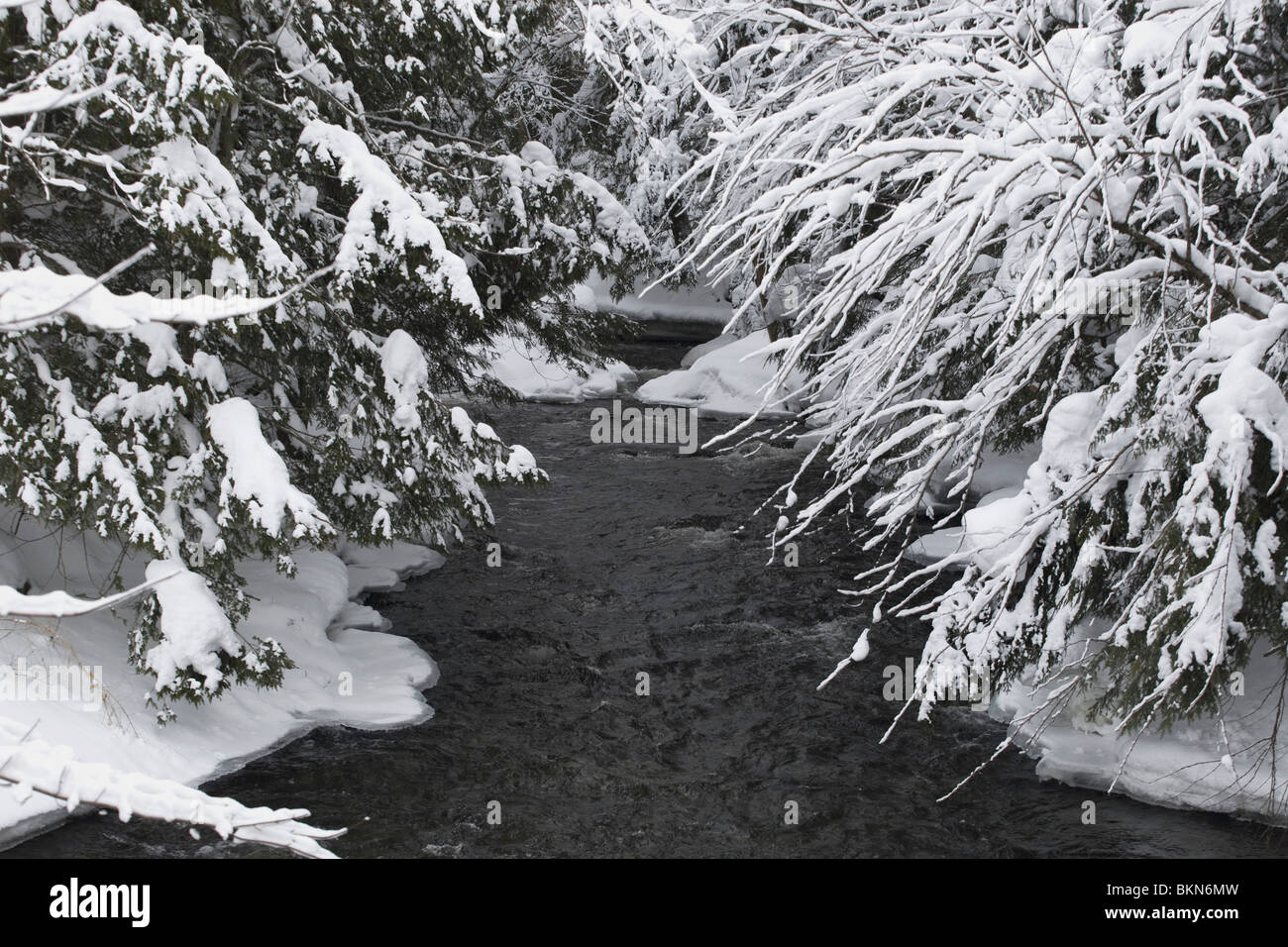A Creek Running Between Snow-Covered Trees Stock Photo - Alamy