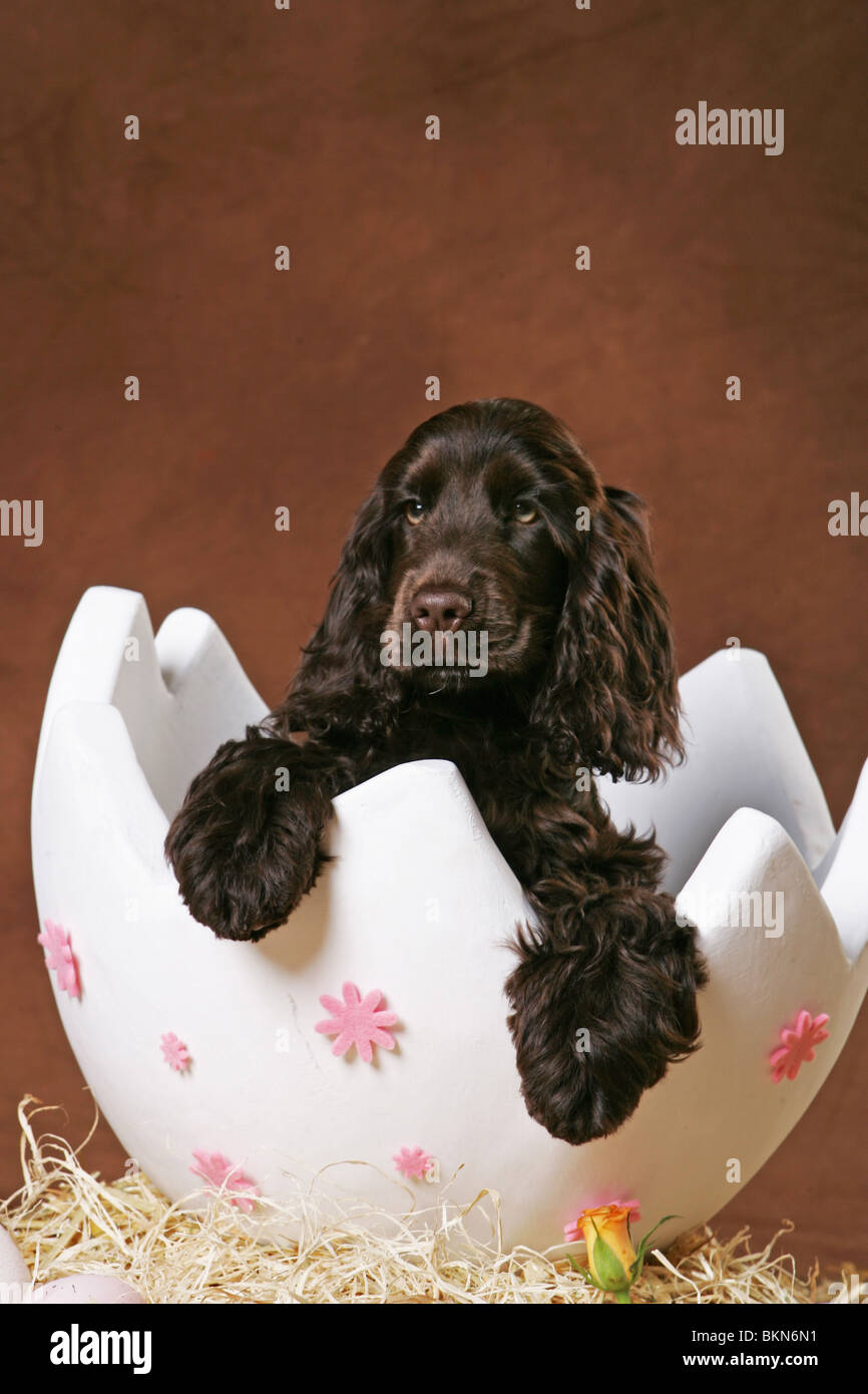 Chocolate brown cocker spaniel hi-res stock photography and images - Alamy