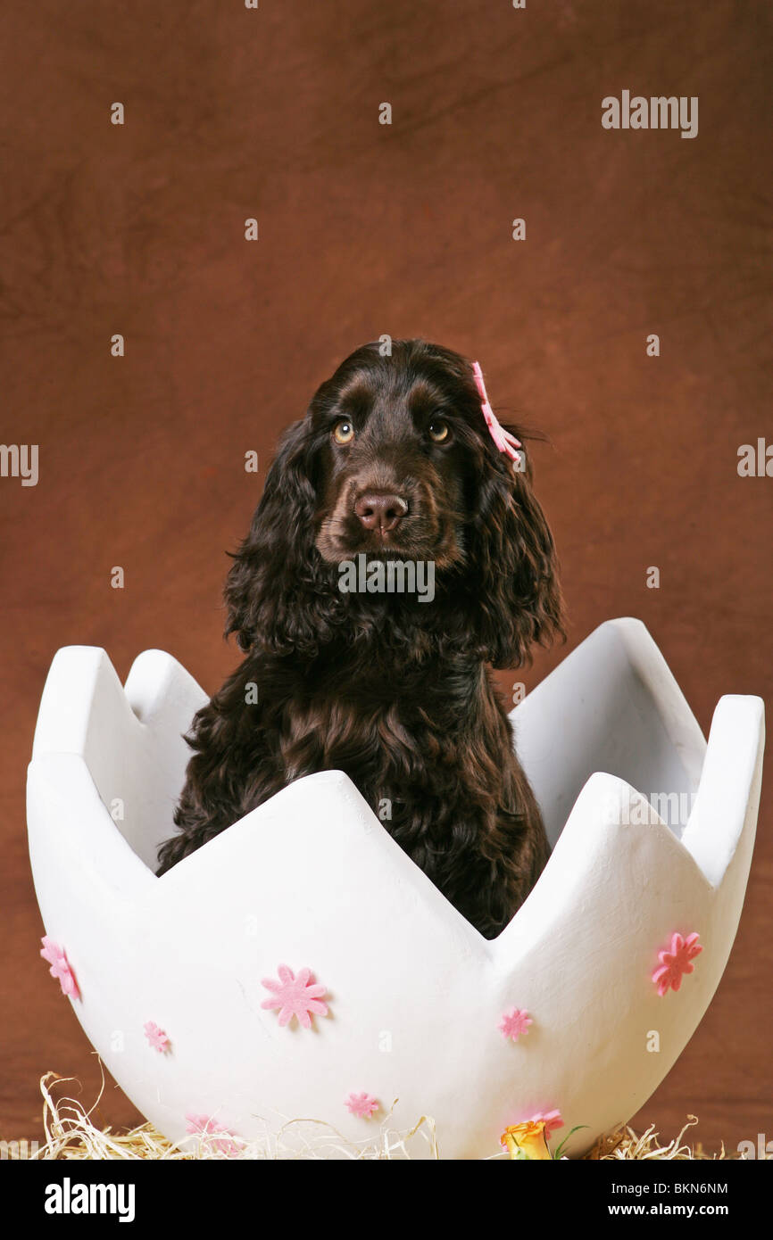Cocker Spaniel at Easter Stock Photo - Alamy