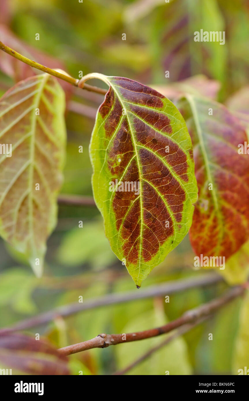 Button bush (Cephalanthus occidentalis Stock Photo - Alamy