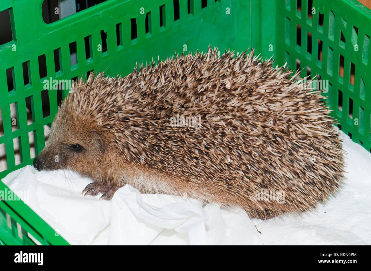 Damaged Hedgehog waiting to be released back in nature after healing ...