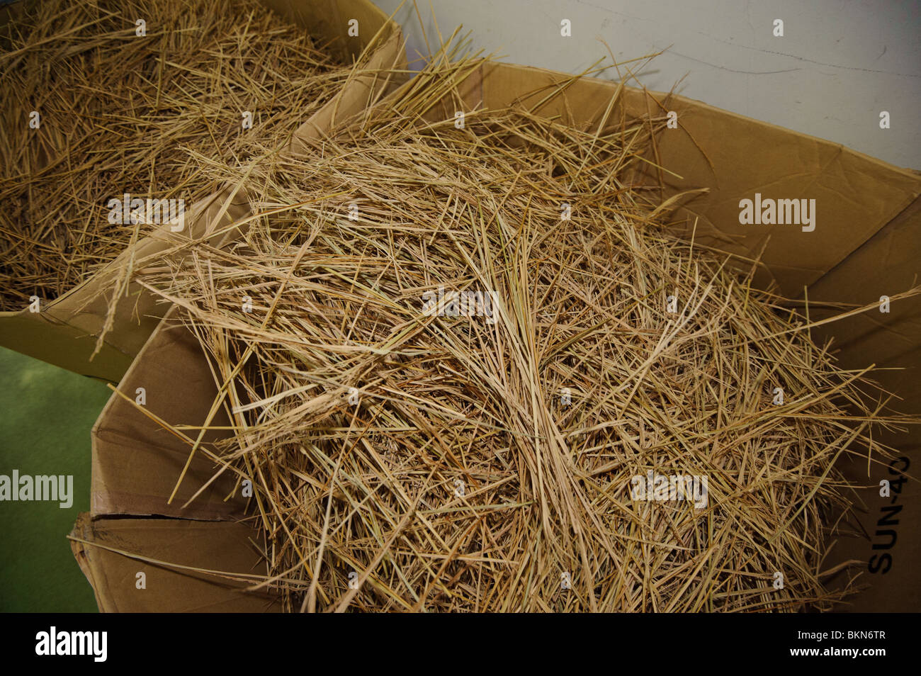 Straw for wrapping natto, Mito Tengu Natto, Mito, Ibaraki Pref, Japan ...