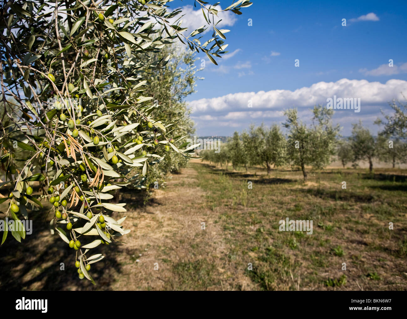 Olive trees italy hi-res stock photography and images - Alamy