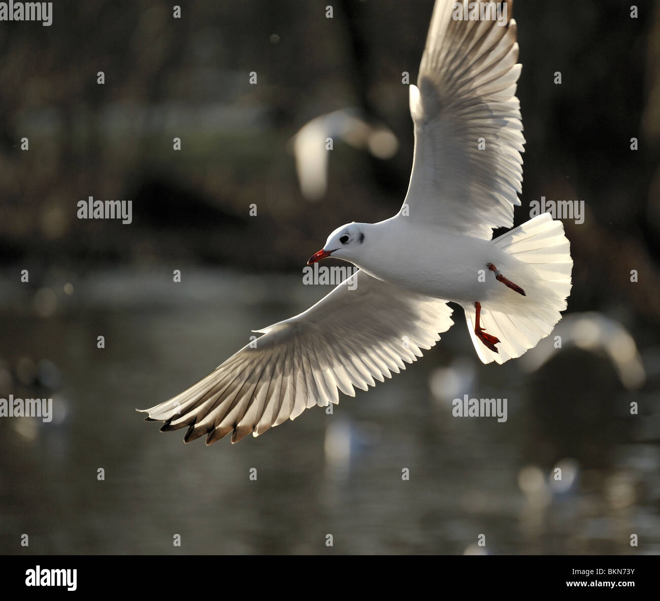 Black headed gull soaring on a lake in winter with fully open wings ...