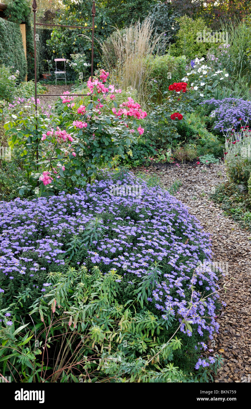 Aster autumn border hi-res stock photography and images - Alamy