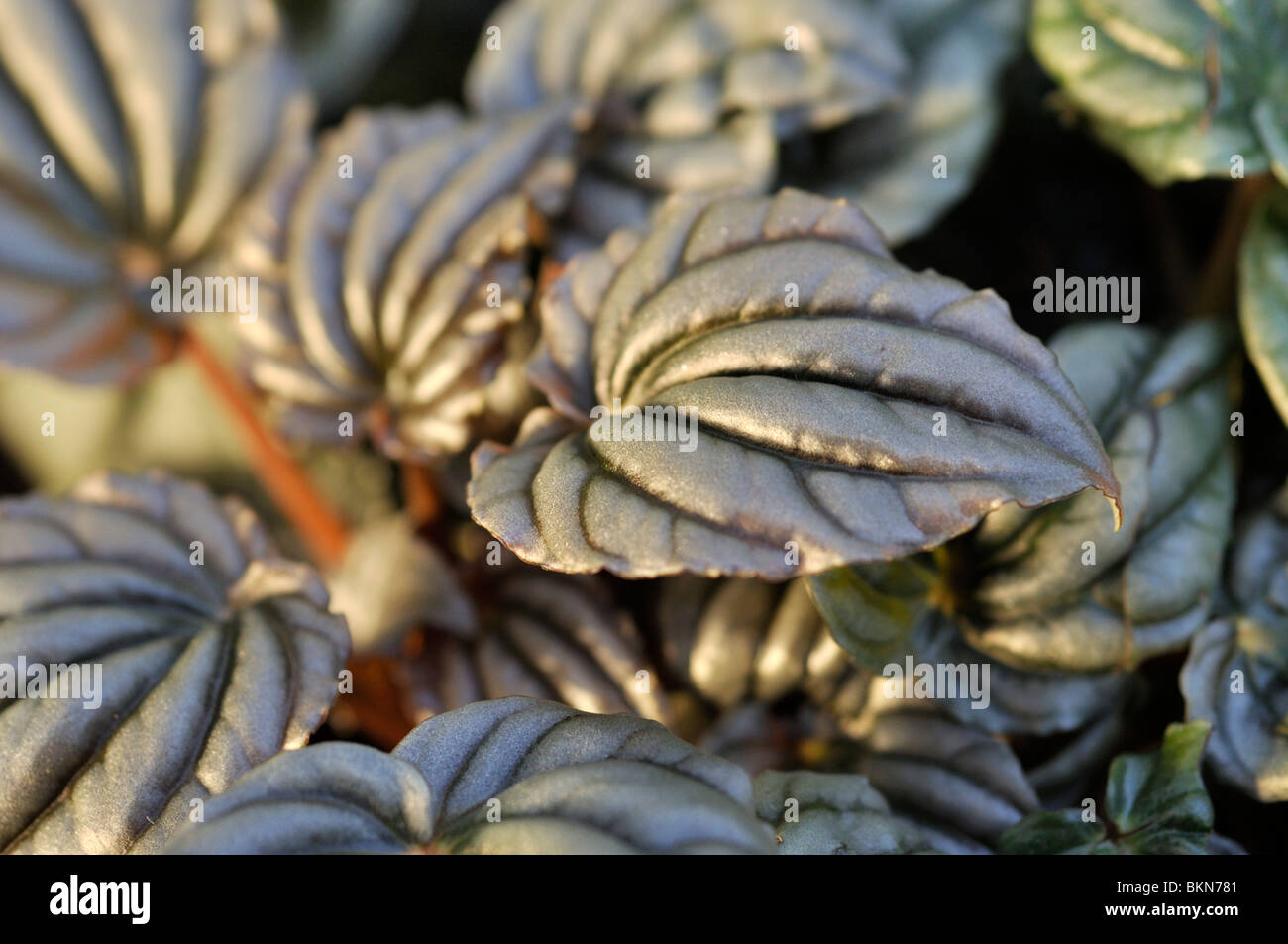 Radiator plant (Peperomia griseoargentea Stock Photo - Alamy