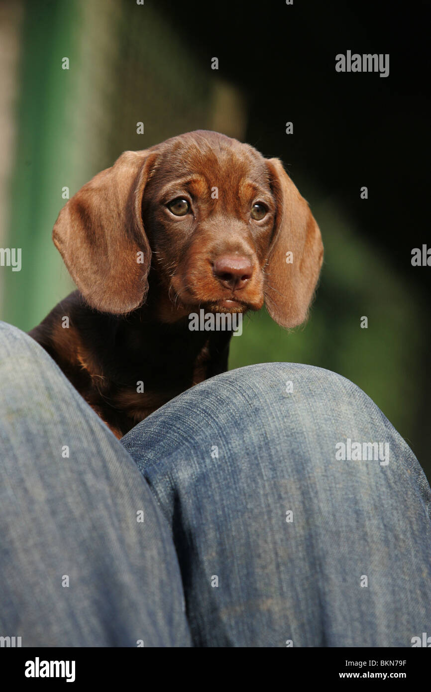 wirehair teckel puppy Stock Photo - Alamy
