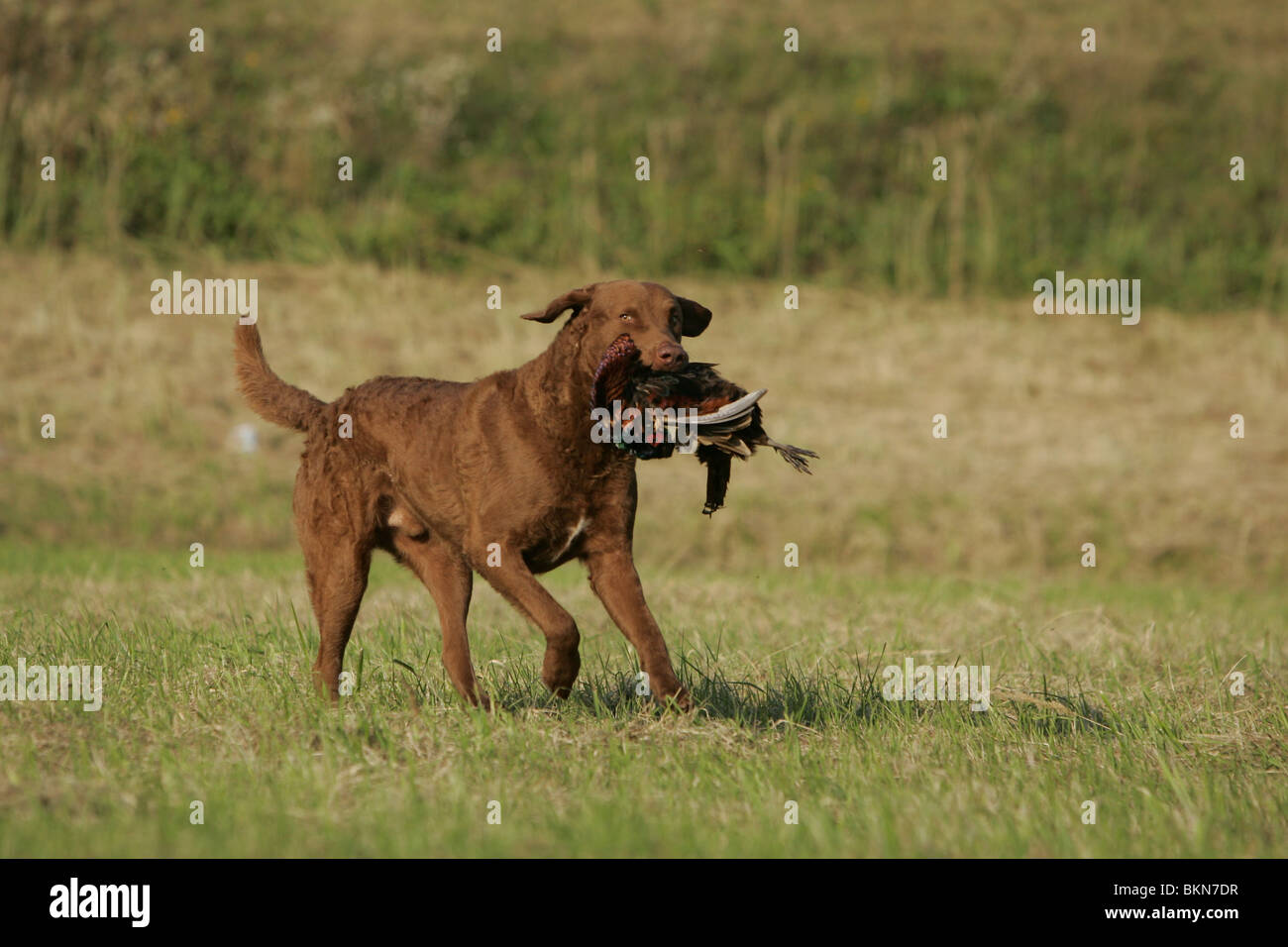 hunting with Chesapeake Bay Retriever Stock Photo - Alamy