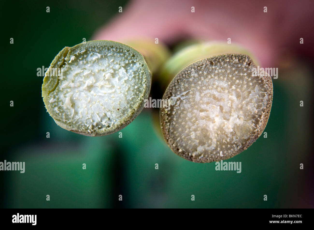 Brown Mid-Rib Corn stalk at right and conventional corn left hybrids ...