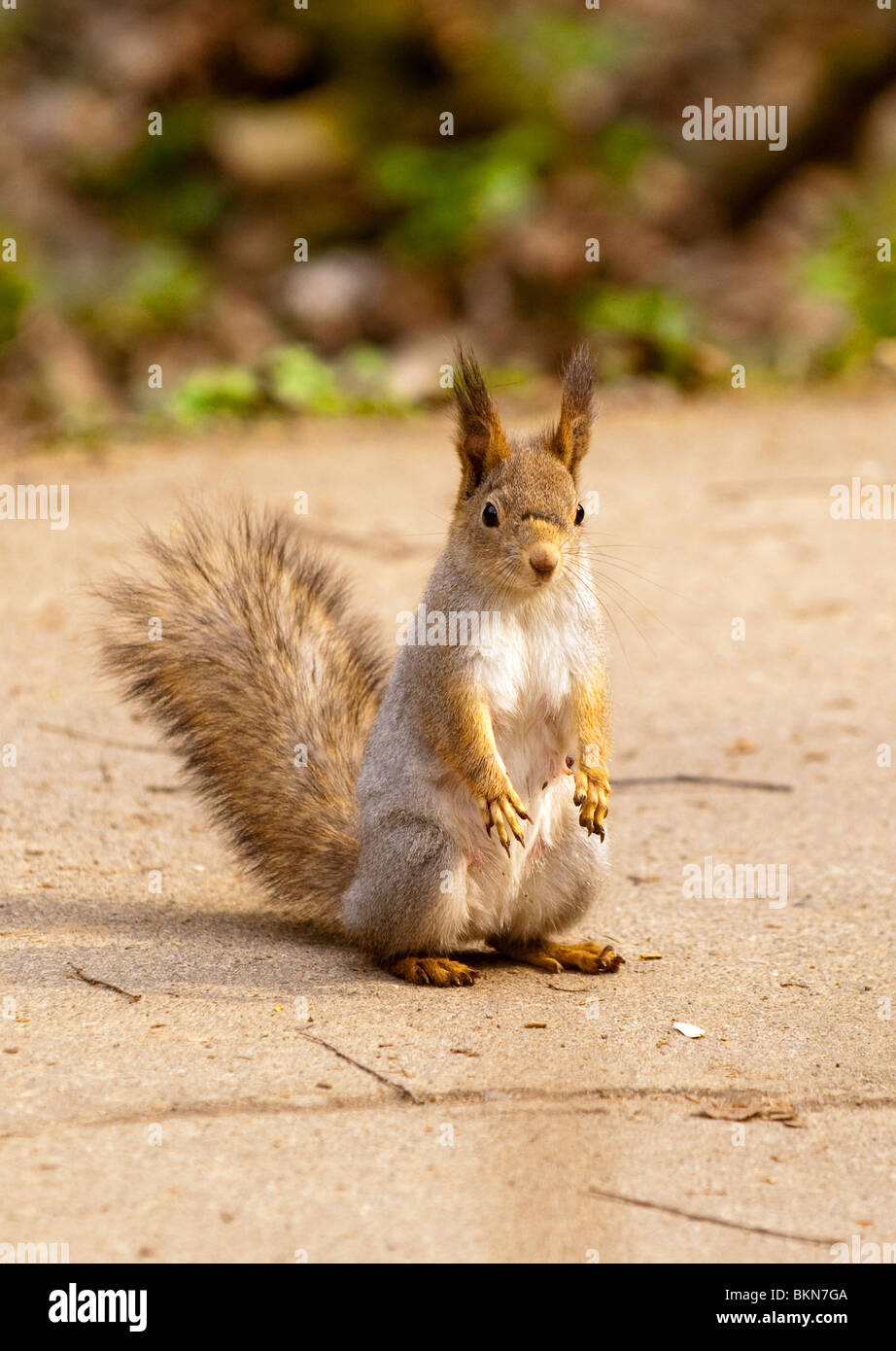 Squirrel at foot of tree hi-res stock photography and images - Alamy