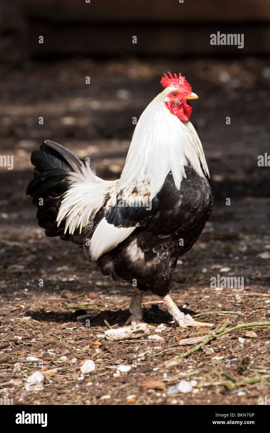 Black and white cockerel hi-res stock photography and images - Alamy